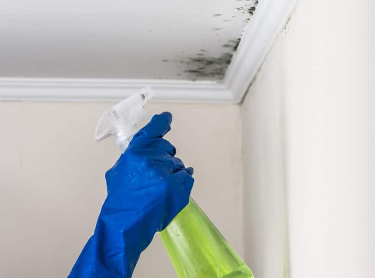 Mold Control in Your Home: Cleaning and Prevention Tips - JDR Restoration & Remodeling